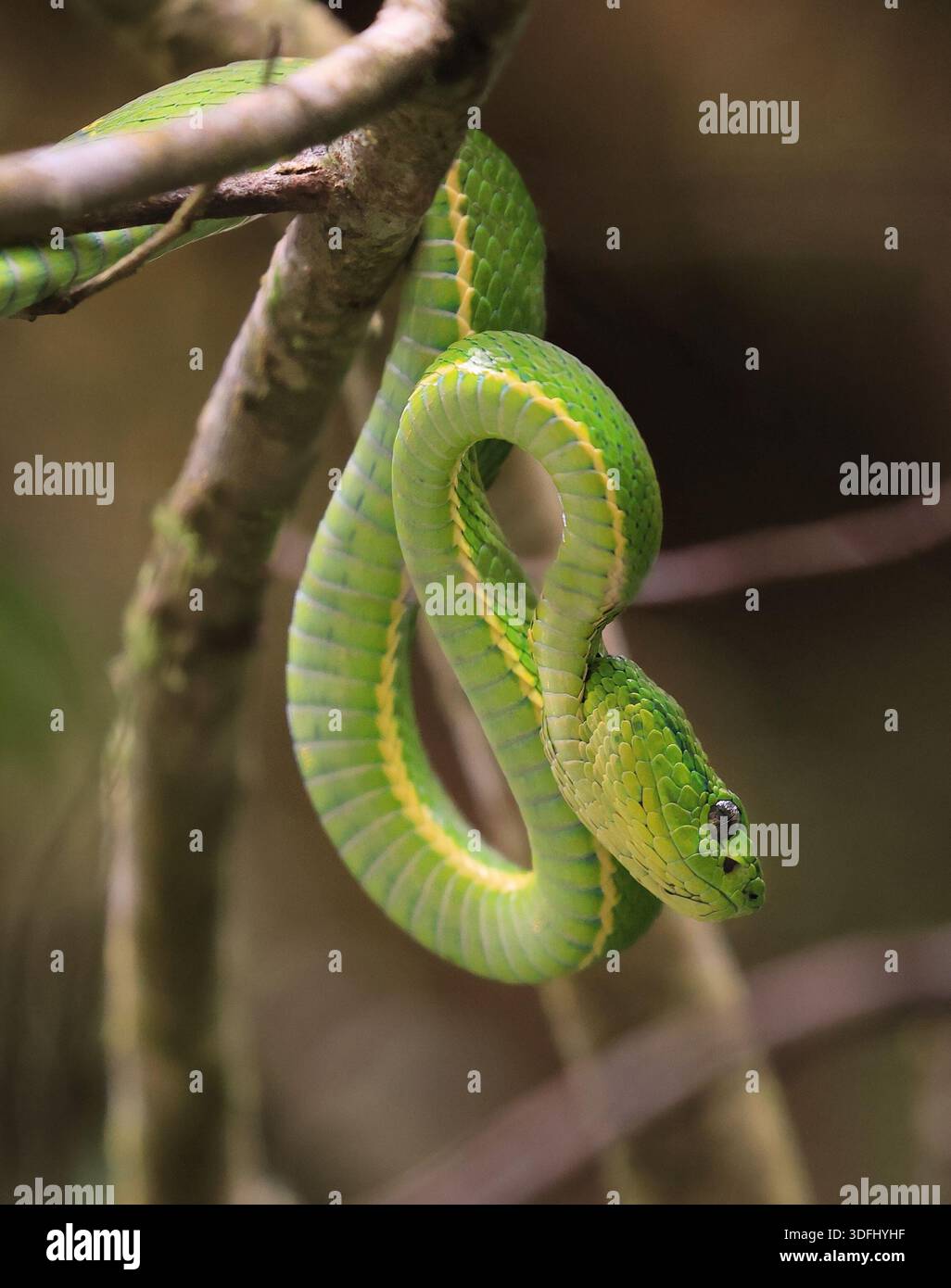 Side-striped palm pit viper hanging in a tree in the Monteverde ...