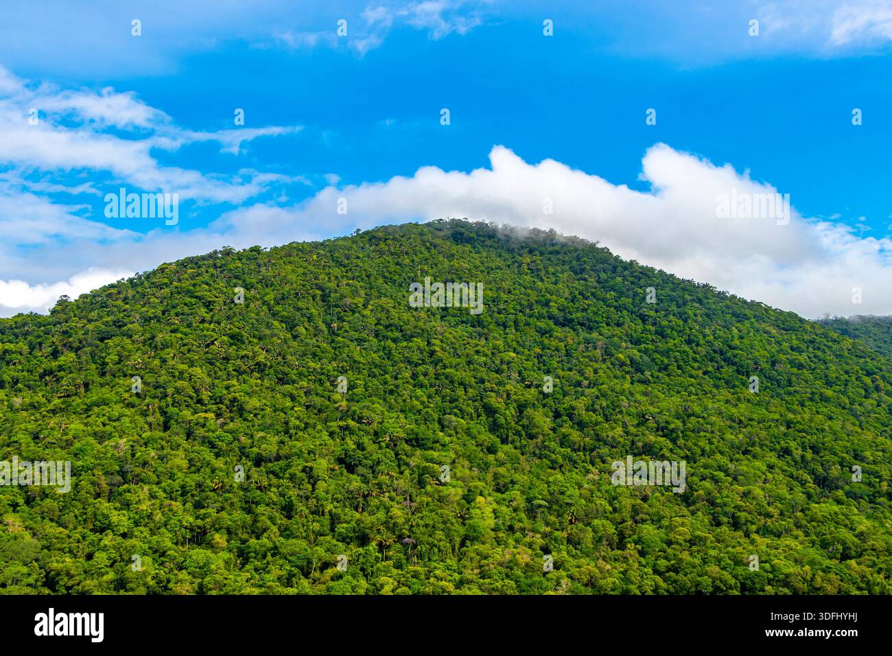 Tropical mountain hill with jungle rainforest tree tops plants palm ...