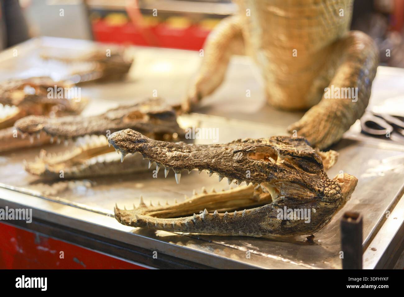 Exotic roasted crocodile head with sharp teeth and reptile skin ...
