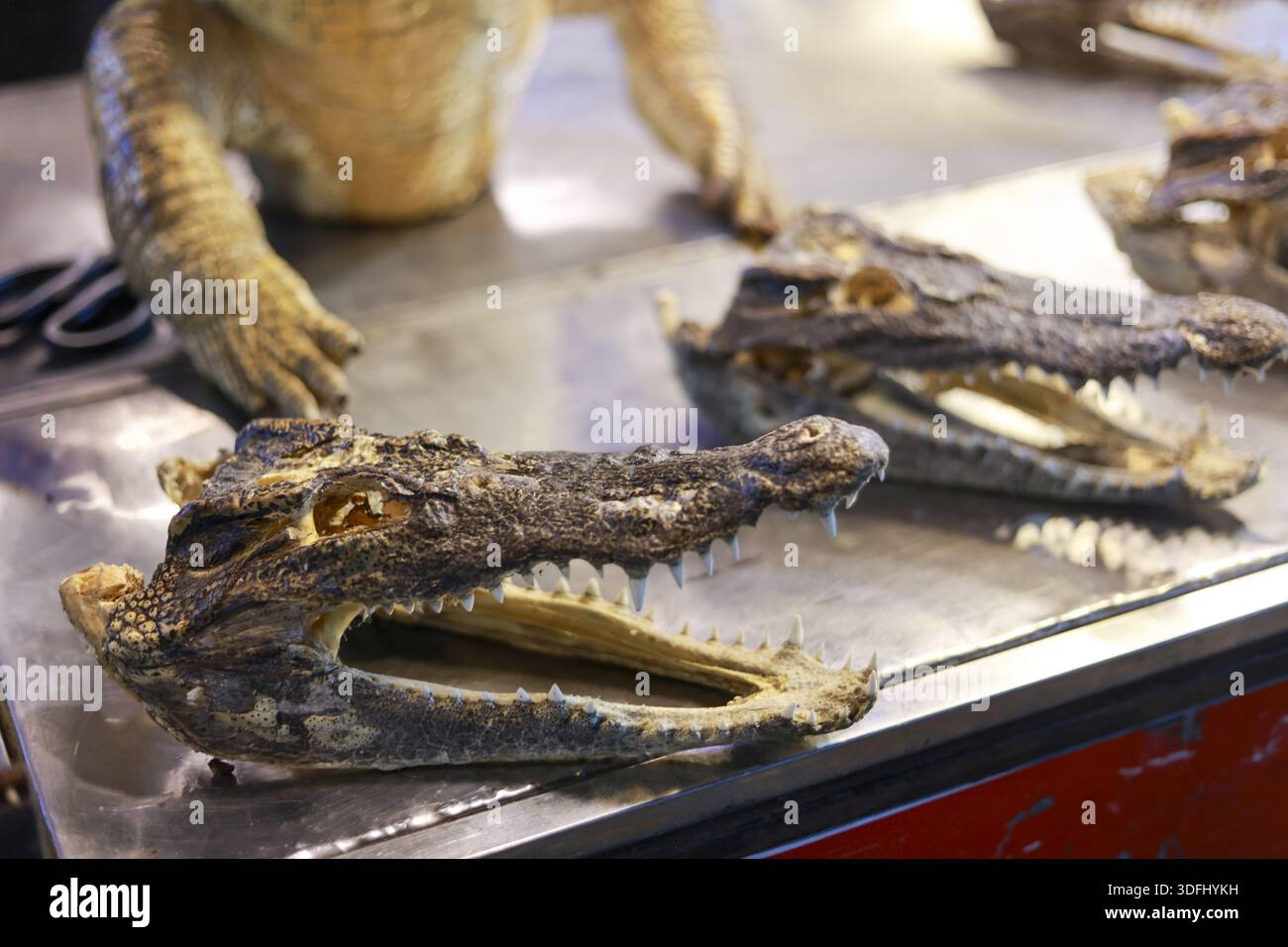 Preserved crocodile head souvenir on metal table with wide open mouth ...