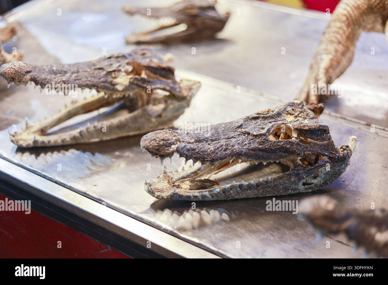 Dried crocodile head souvenir with sharp teeth and scary texture on ...