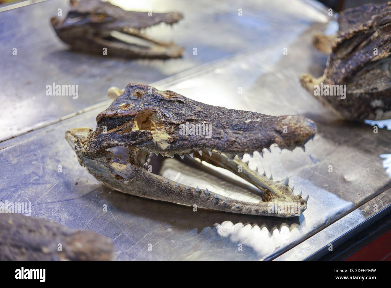 Close up shot of taxidermy crocodile head with dried skin and sharp ...