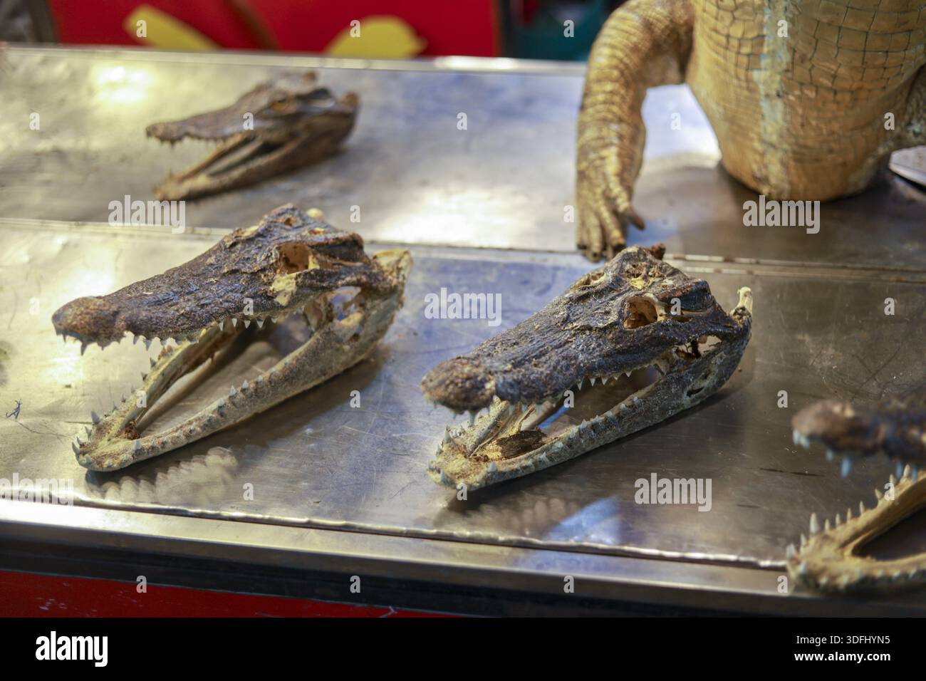 Scary dead crocodile head skull dried souvenir on metal table showing ...