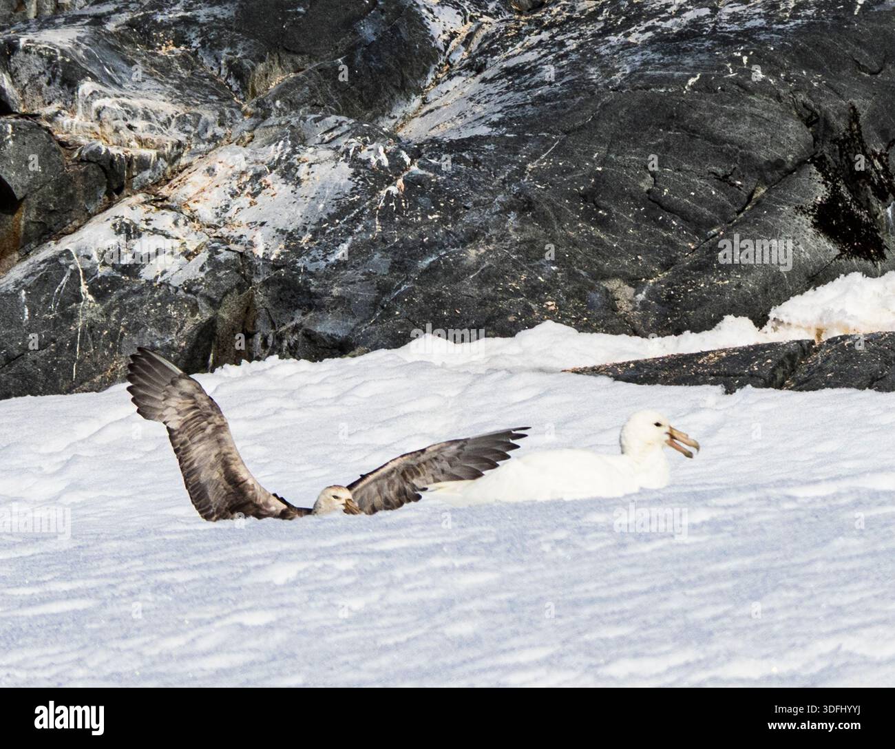 Southern Giant Petrel (Macronectes giganteus) on Useful Island ...