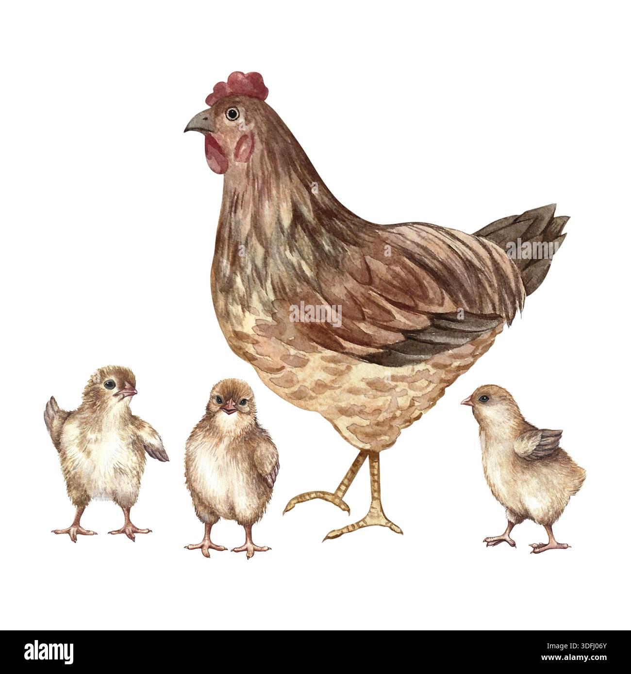 Mother hen and little chicks walking. Hand-drawn watercolor ...