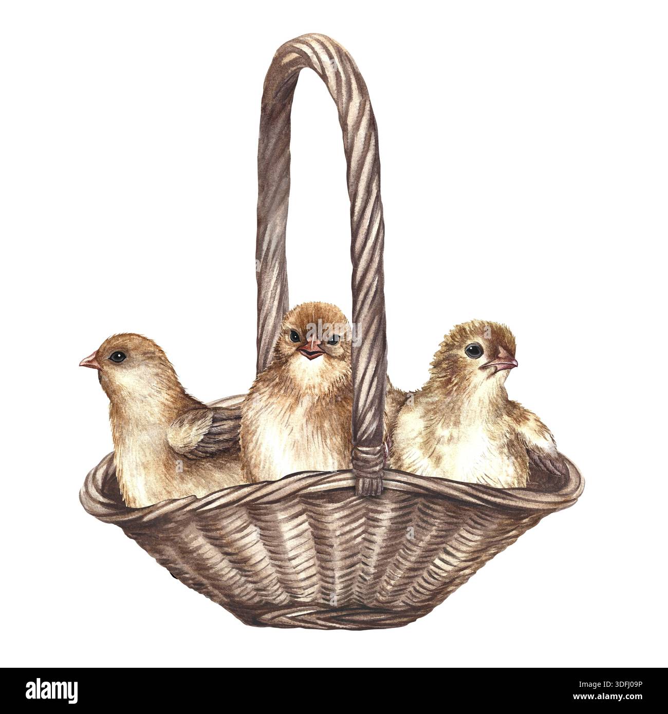 Cute little chickens in a wicker basket. Hand-drawn watercolor ...
