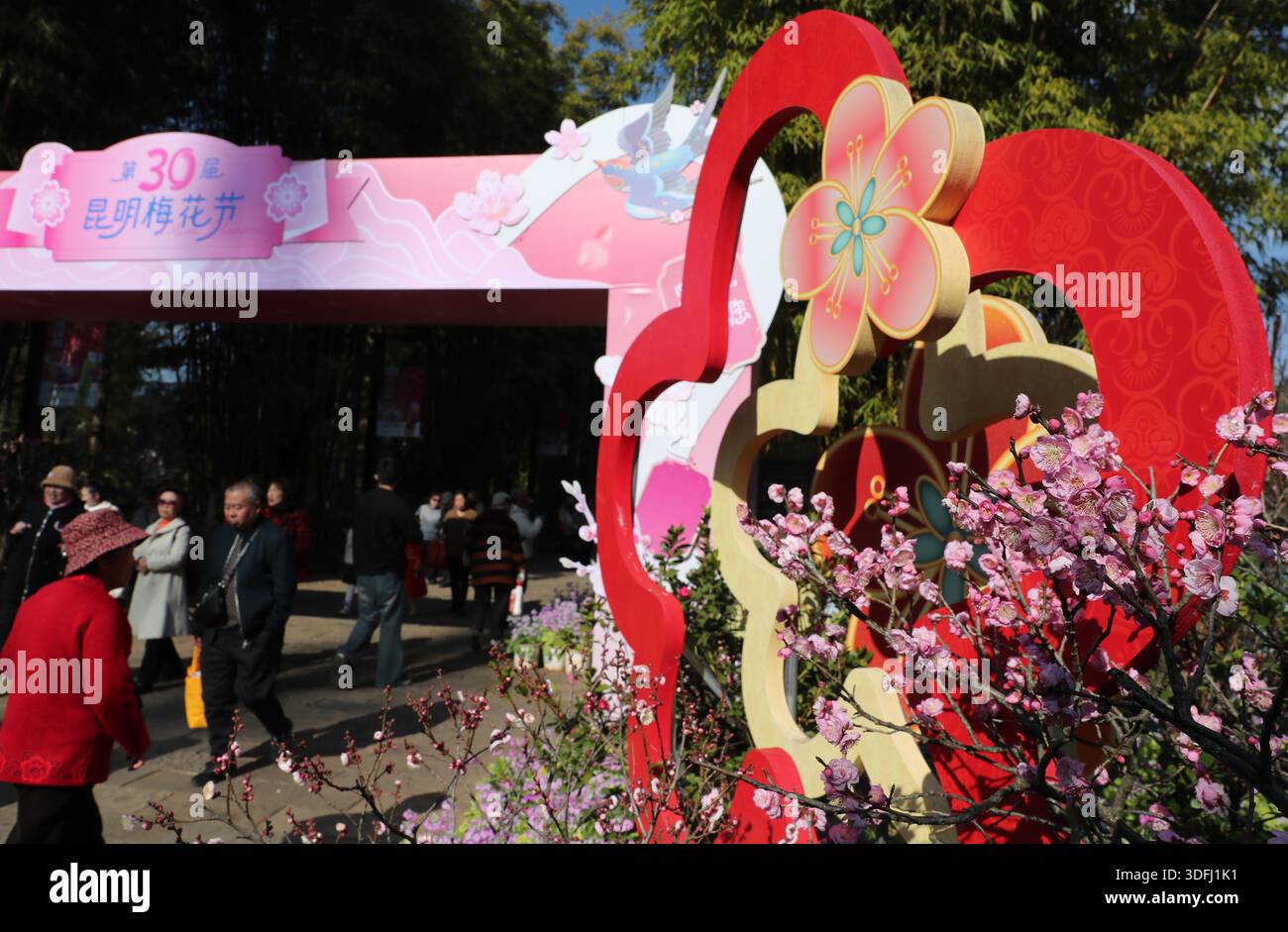 Plum blossoms bloom at Heilongtan Park in Kunming City, southwest China ...
