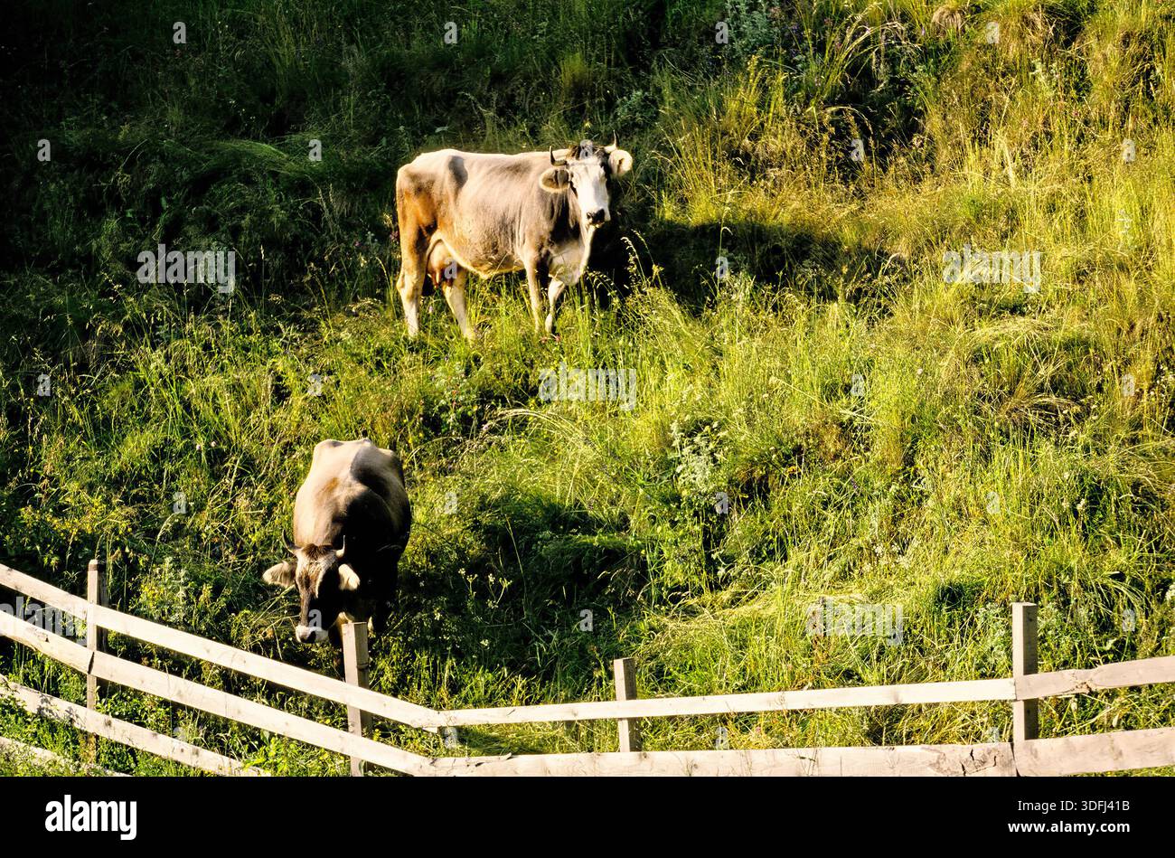 Grey cows hi-res stock photography and images - Alamy