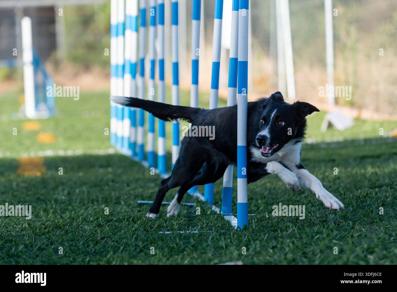 A black and white dog runs through agility poles, showcasing speed and ...