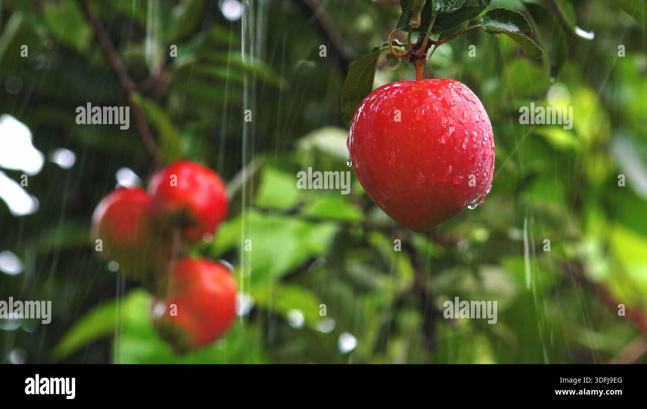 Summer rain falling in apple hi-res stock photography and images - Alamy