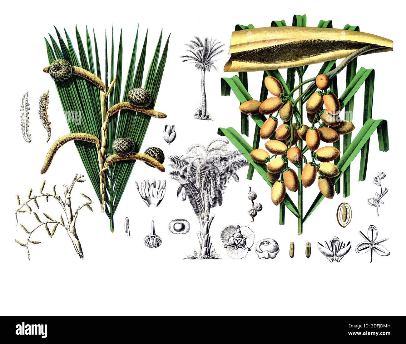 Useful plants, cultivated plants, true sago palm, Sagus rumphii and ...
