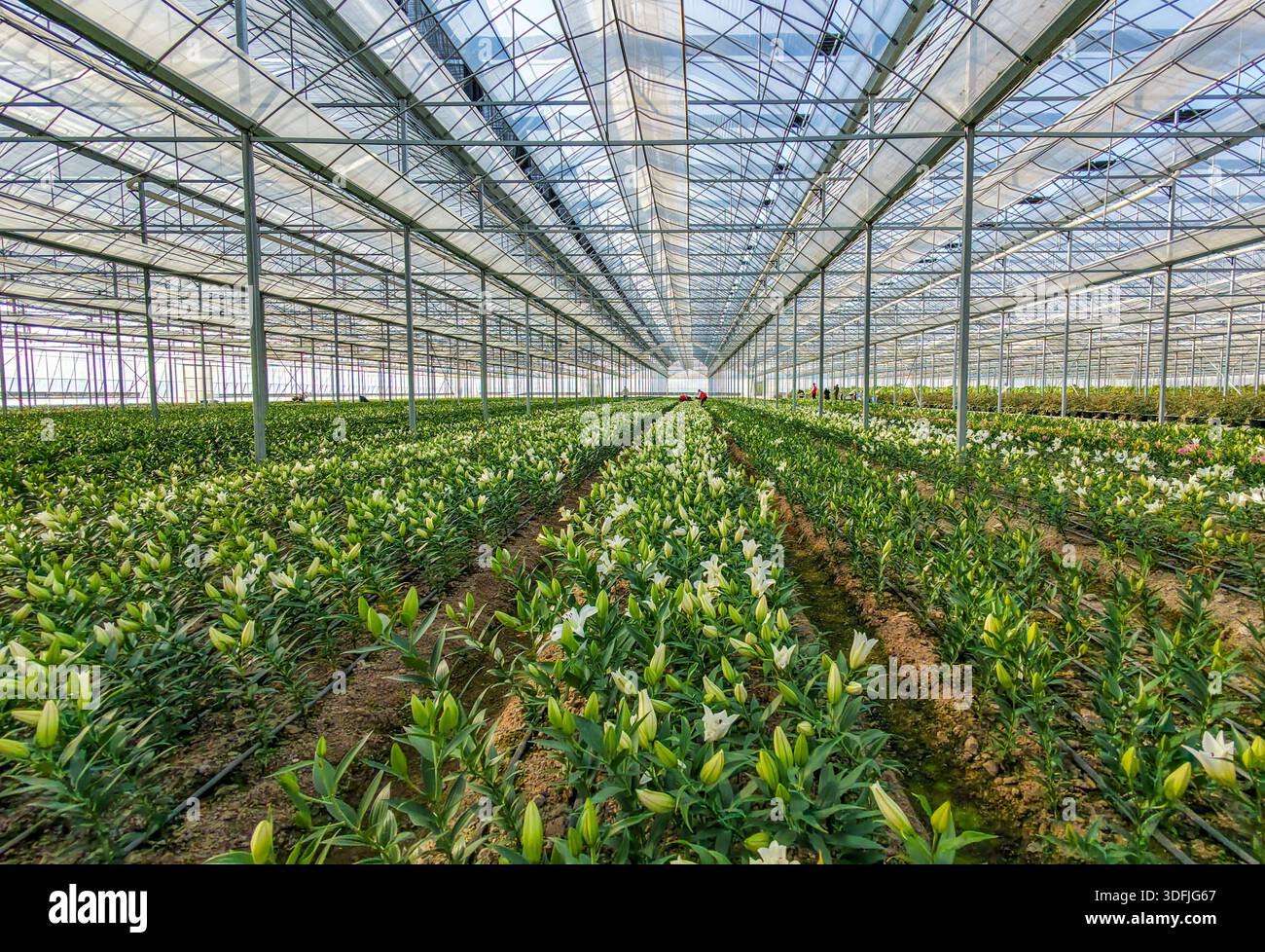 Workers harvest lilies in smart greenhouses in Jinhua City, east China ...