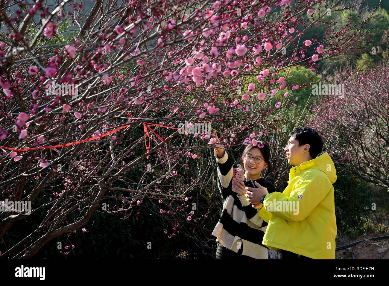 Red plum blossoms bloom in Shancao Village, Jinhua City, east China's ...