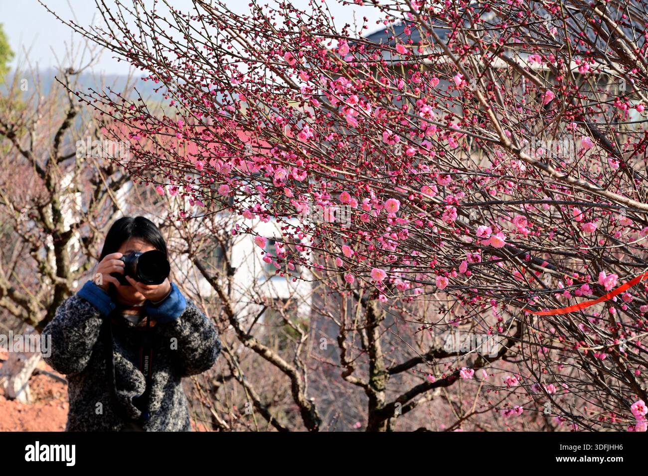 Red plum blossoms bloom in Shancao Village, Jinhua City, east China's ...