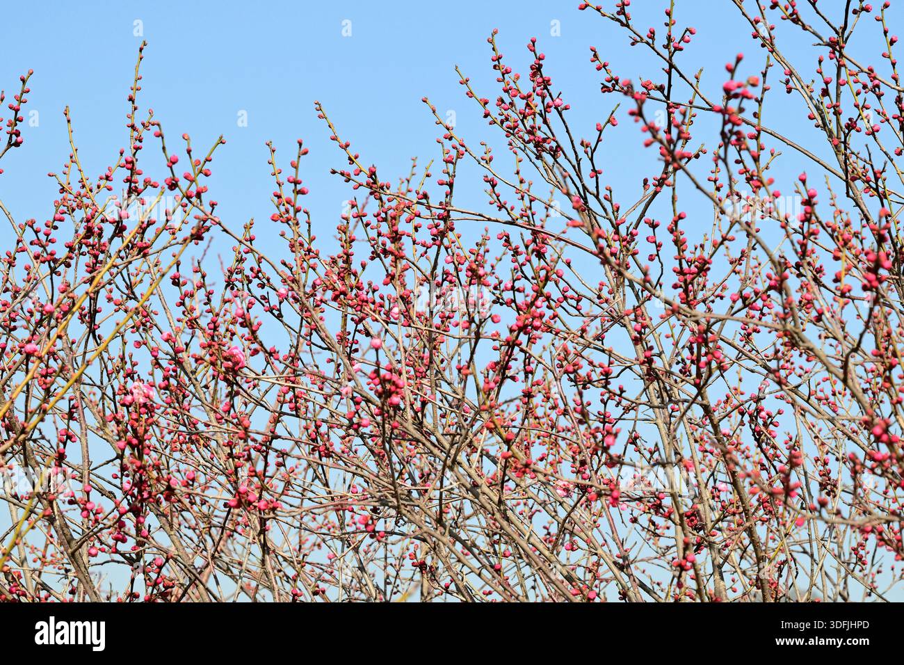 Red plum blossoms bloom in Shancao Village, Jinhua City, east China's ...