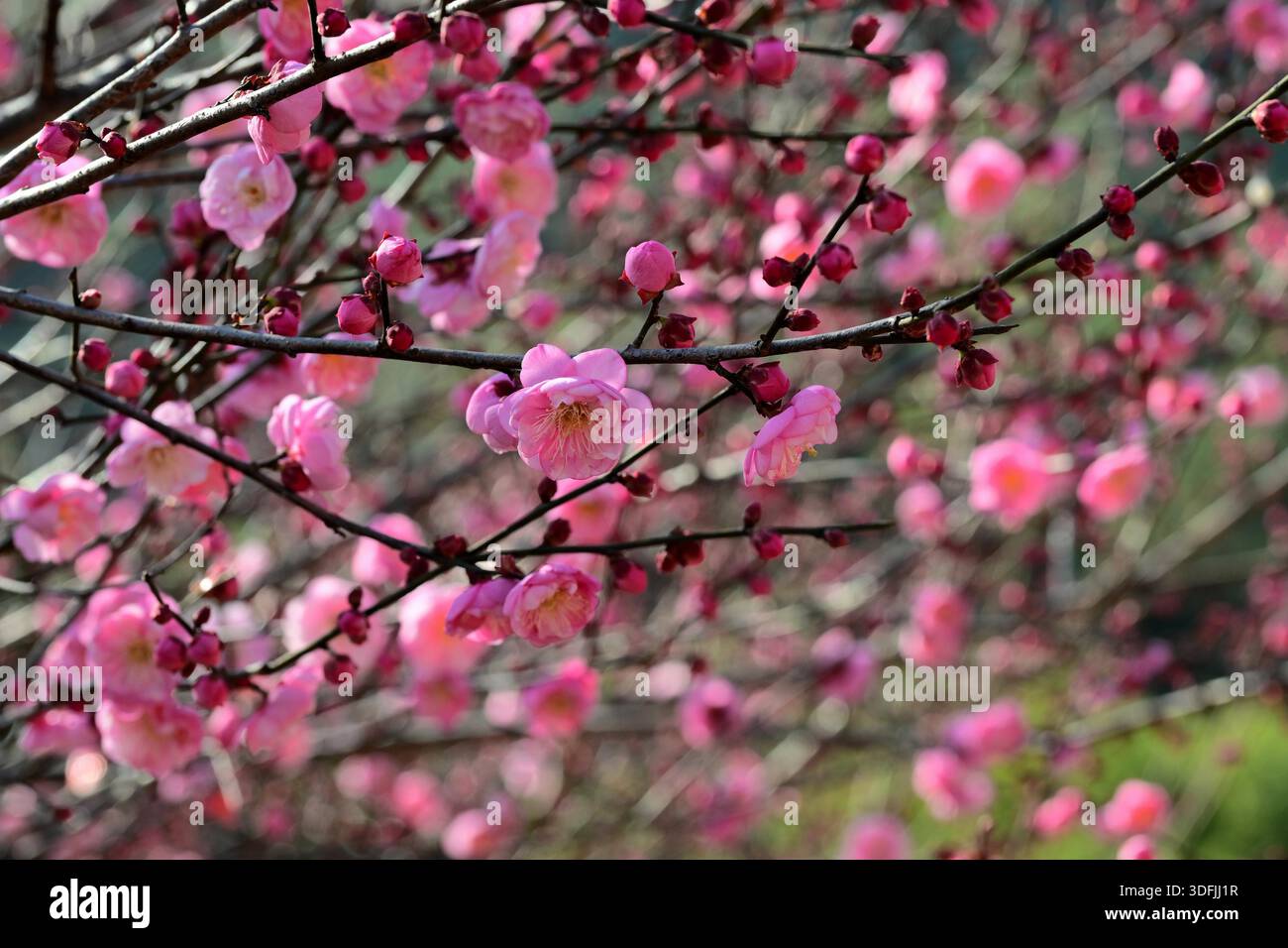 Red plum blossoms bloom in Shancao Village, Jinhua City, east China's ...