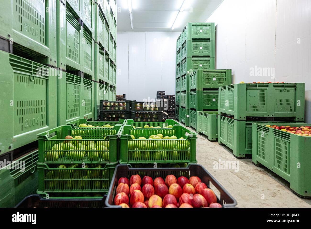 Apple and pear warehouse in the Research Institute of Fruit Growing in ...