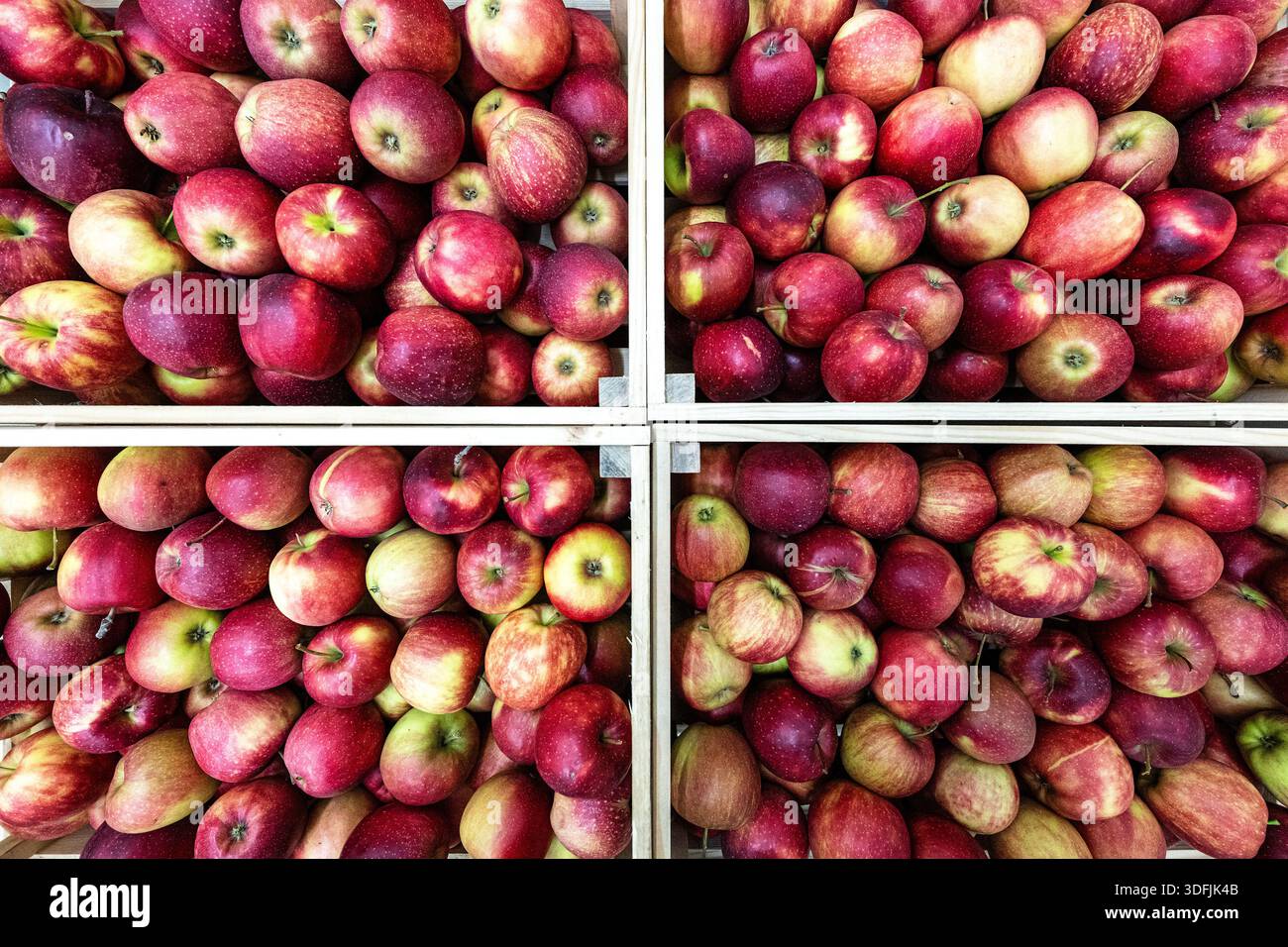 Apple and pear warehouse in the Research Institute of Fruit Growing in ...