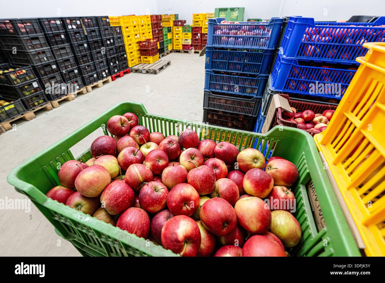 Apple and pear warehouse in the Research Institute of Fruit Growing in ...