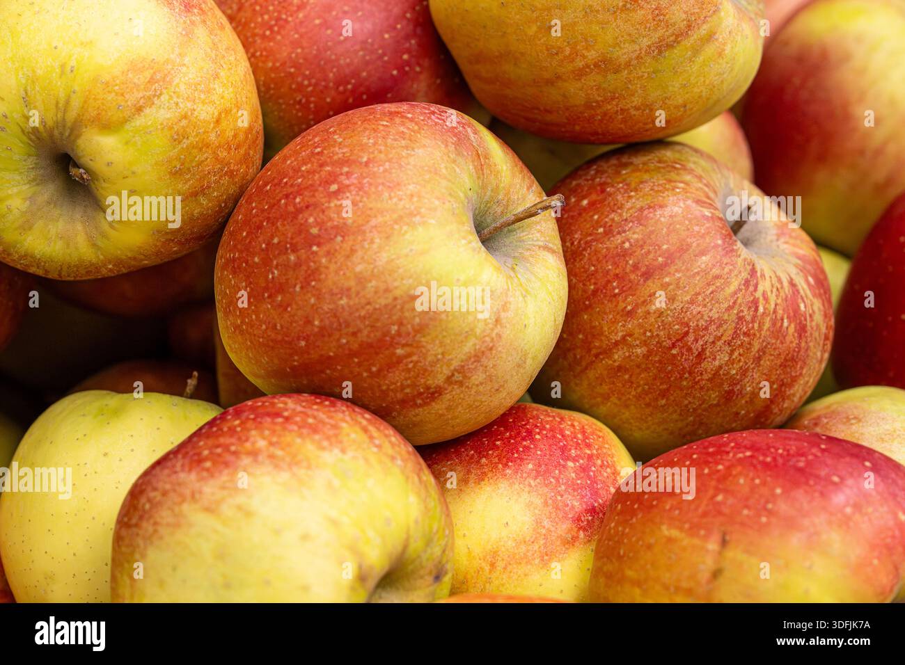 Apple and pear warehouse in the Research Institute of Fruit Growing in ...