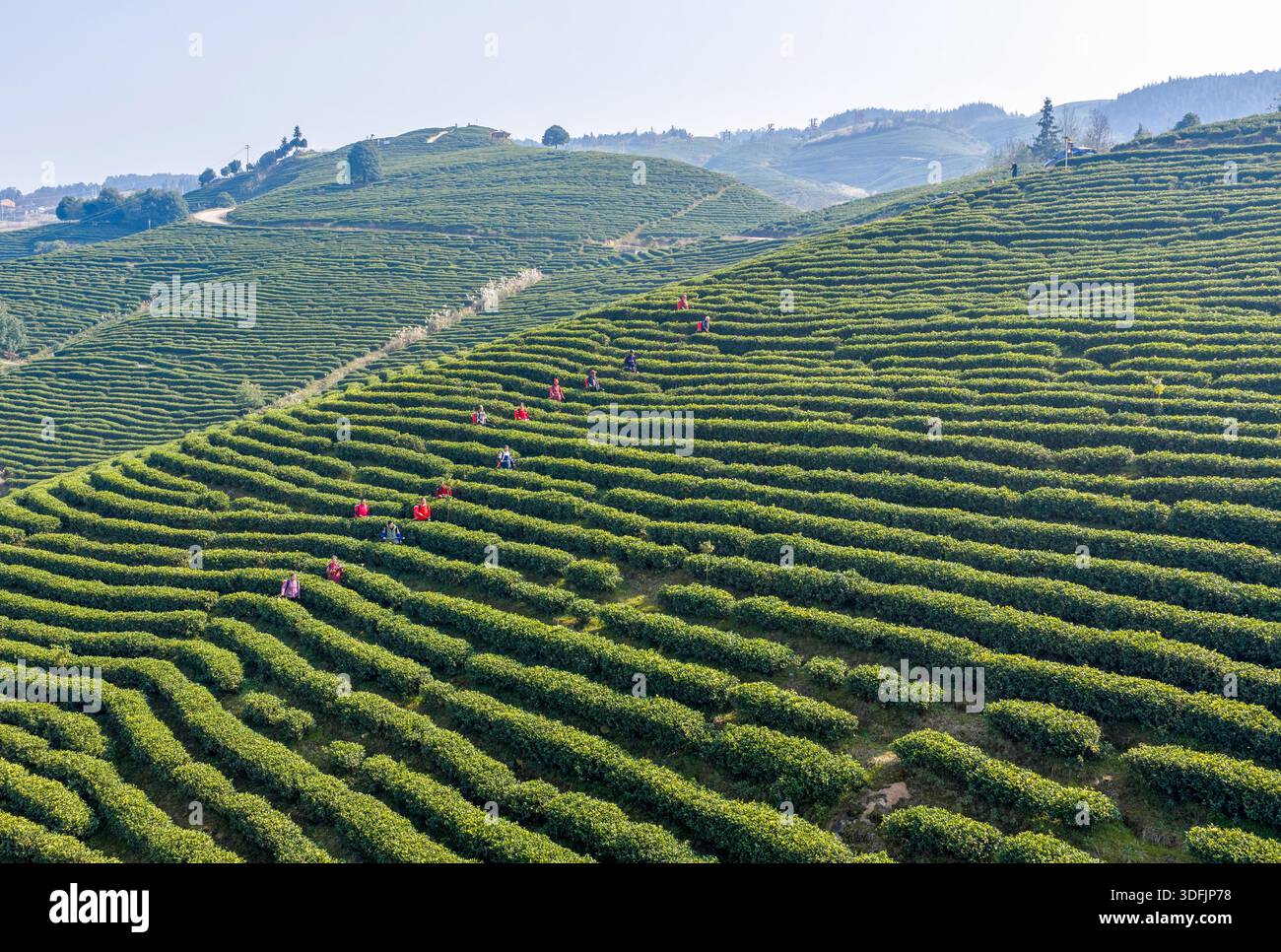Aerial photo shows tea farmers working at the white tea plantation in ...