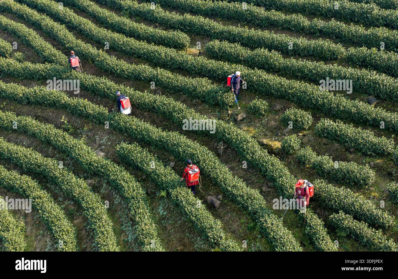Aerial photo shows tea farmers working at the white tea plantation in ...
