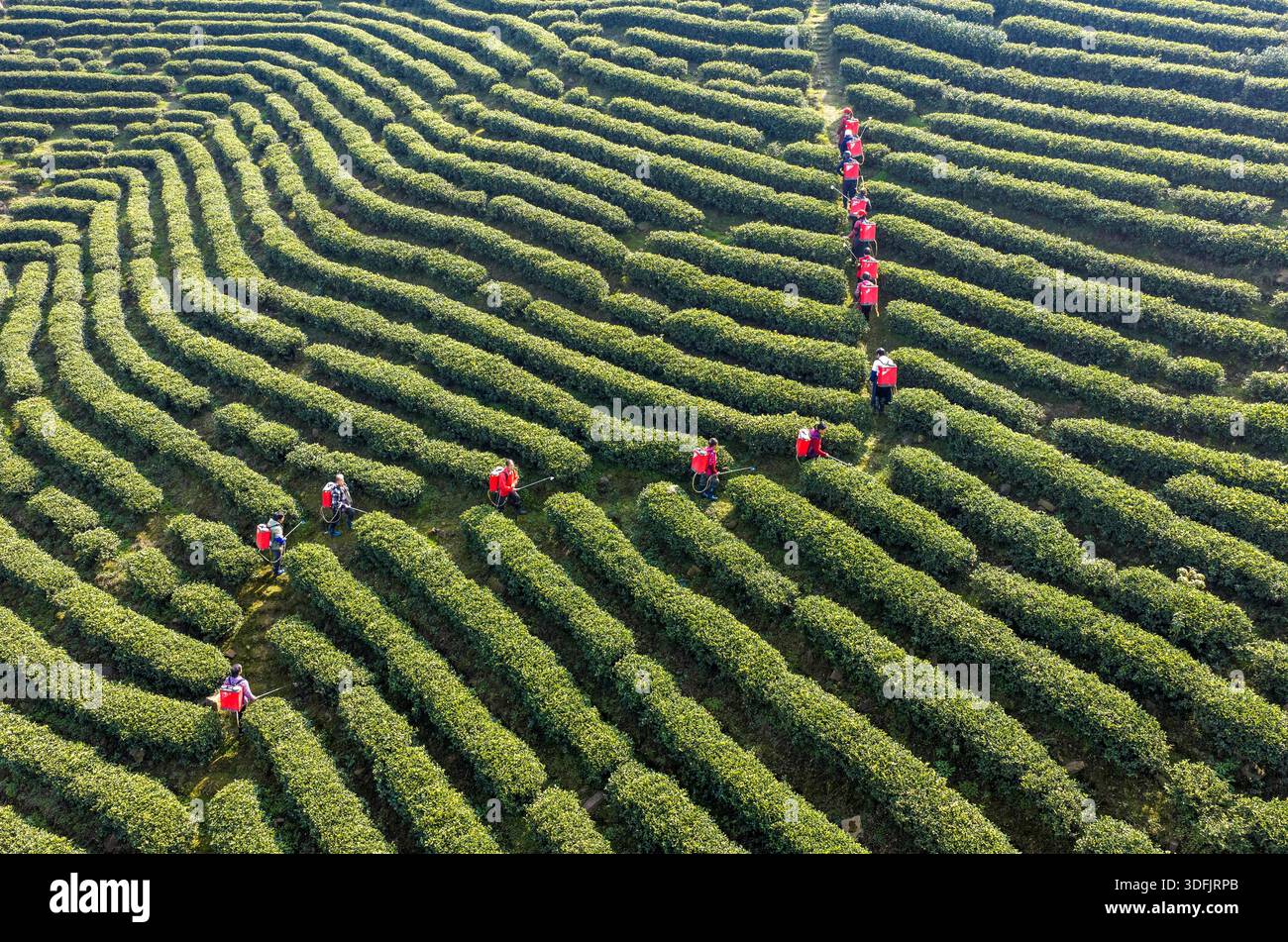 Aerial photo shows tea farmers working at the white tea plantation in ...