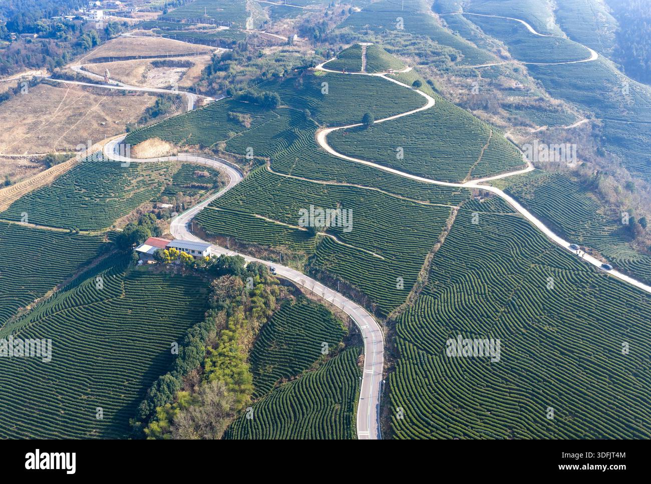 Aerial photo shows tea farmers working at the white tea plantation in ...