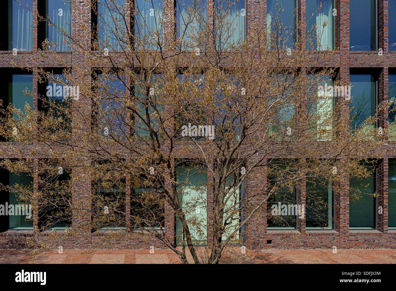 The beginning of a tree blossoming on a modern urban brick building ...