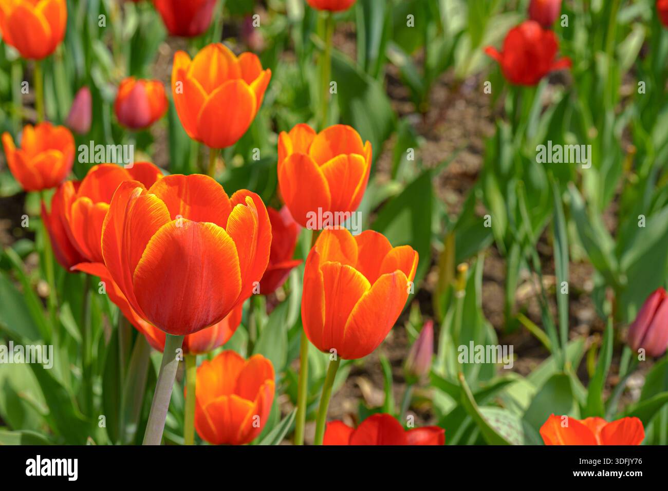 Red blooming tulips in spring. Abstract natural background Stock Photo ...