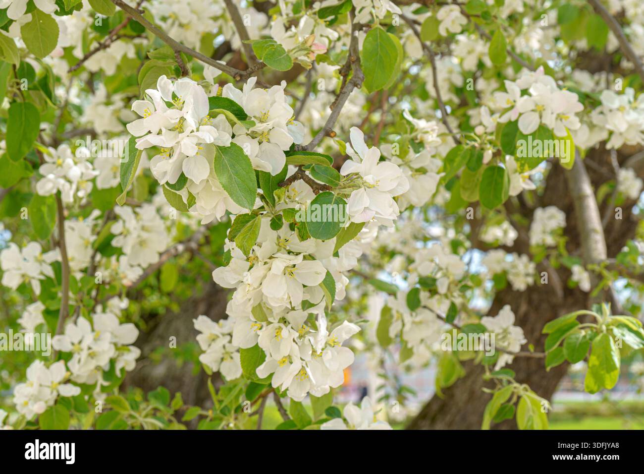 Apple tree blossom in spring. Natural background Stock Photo - Alamy