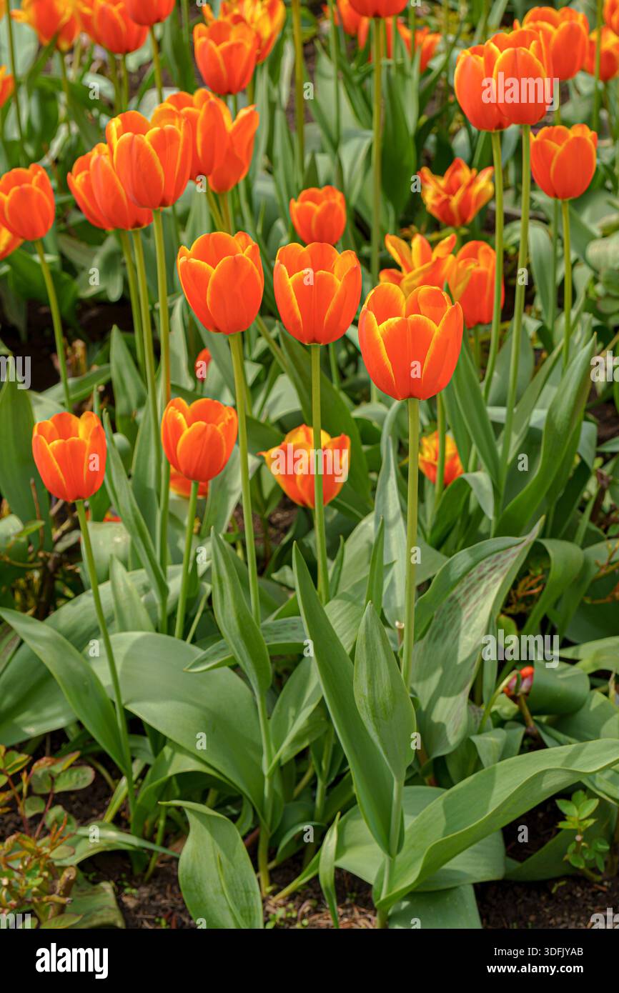 Red blooming tulips in spring. Abstract natural background Stock Photo ...