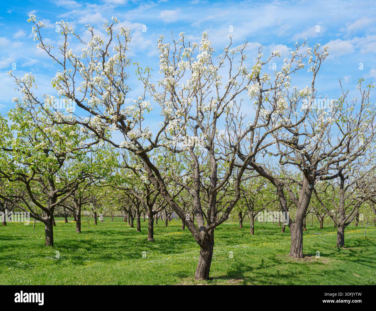 Apple tree blossom in spring. Natural background Stock Photo - Alamy