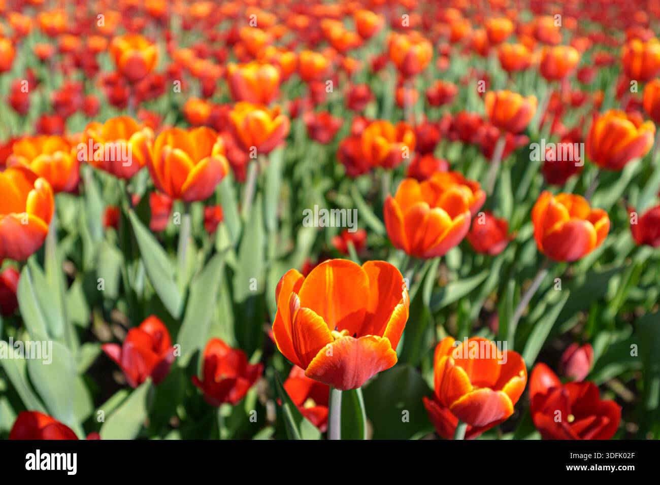 Red blooming tulips in spring. Abstract natural background Stock Photo ...
