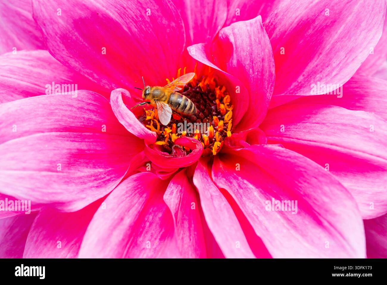 Pollinator visit hi-res stock photography and images - Alamy