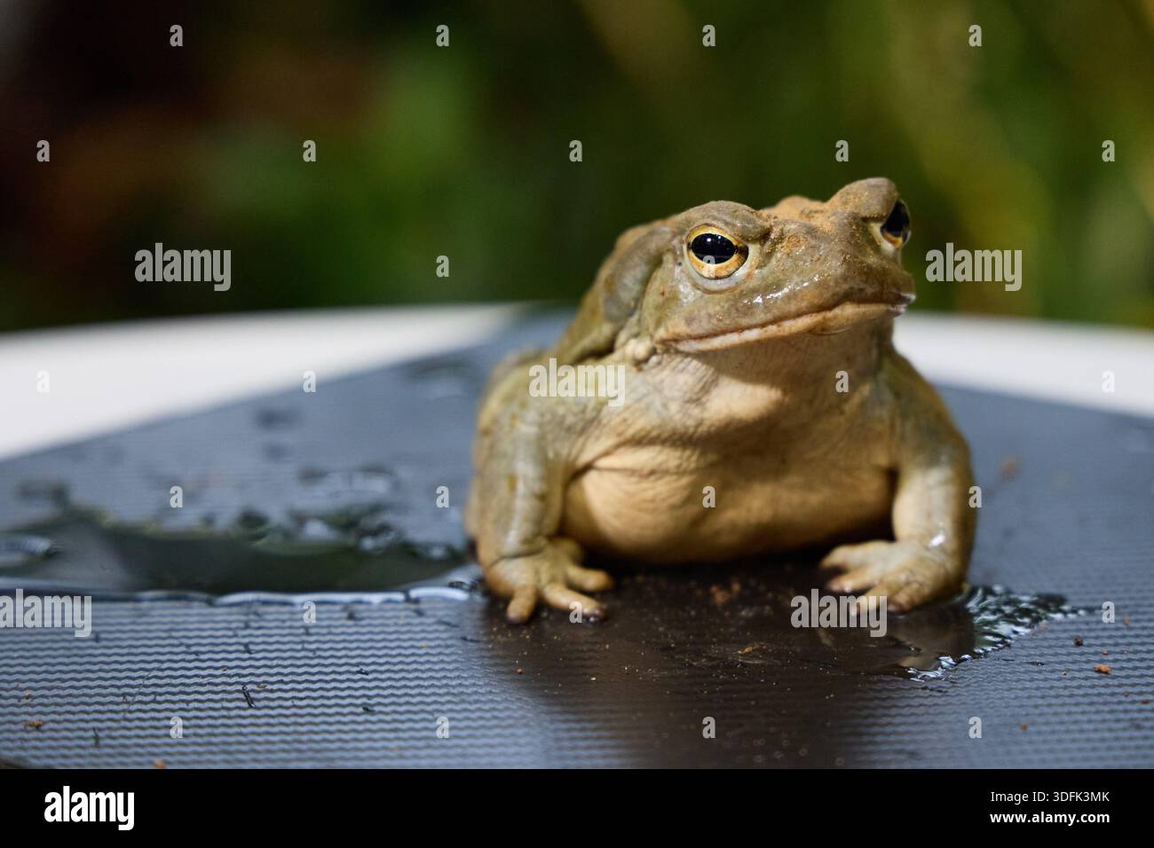 13 January 2026, Hamburg: Colorado toad is seen during a population ...