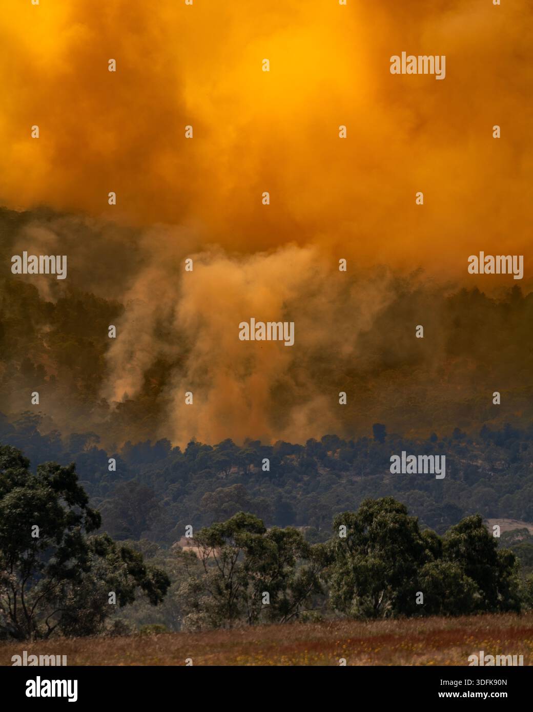 Documenting the aftermath of the bushfire in Harcourt, Victoria ...