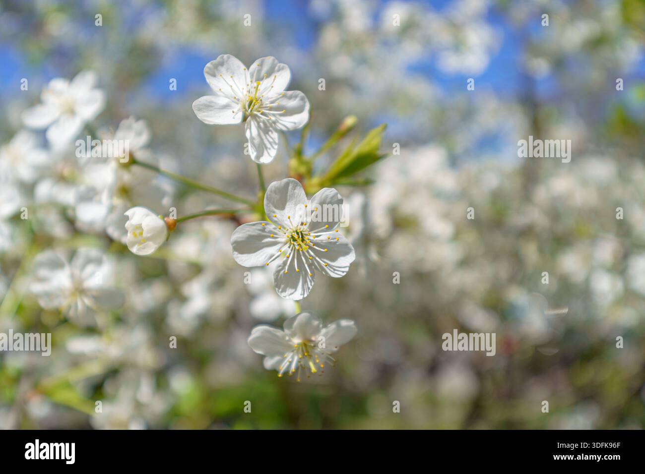 Cherry blossoms in spring. Natural floral background Stock Photo - Alamy