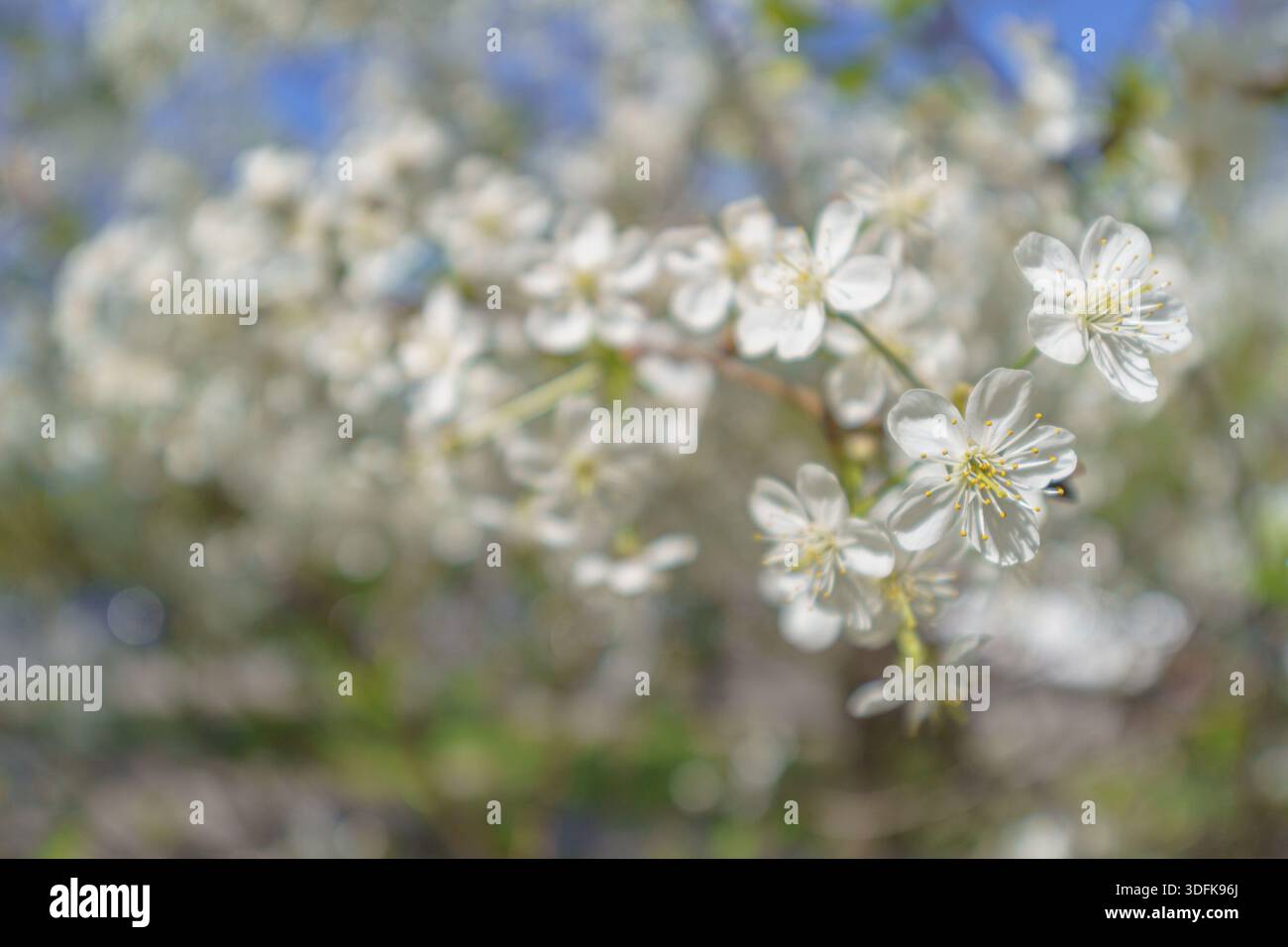 Cherry blossoms in spring. Natural floral background Stock Photo - Alamy