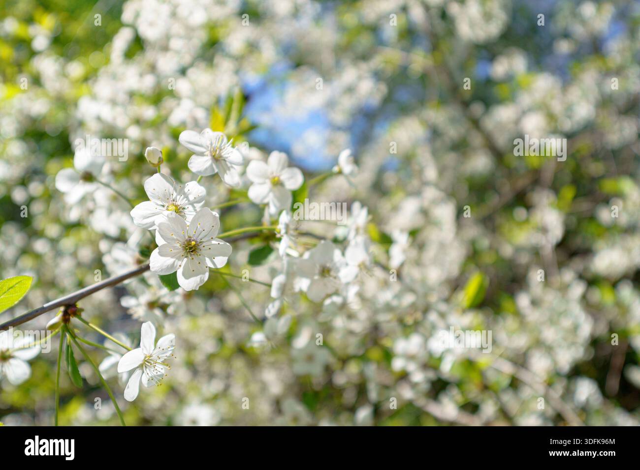 Cherry blossoms in spring. Natural floral background Stock Photo - Alamy