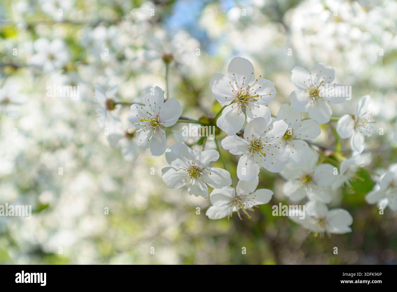 Cherry blossoms in spring. Natural floral background Stock Photo - Alamy