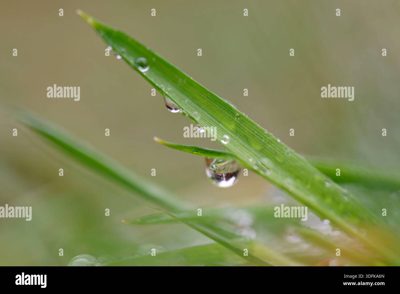13 January 2026, Baden-Württemberg, Altenbach: Drops of water hang on a ...