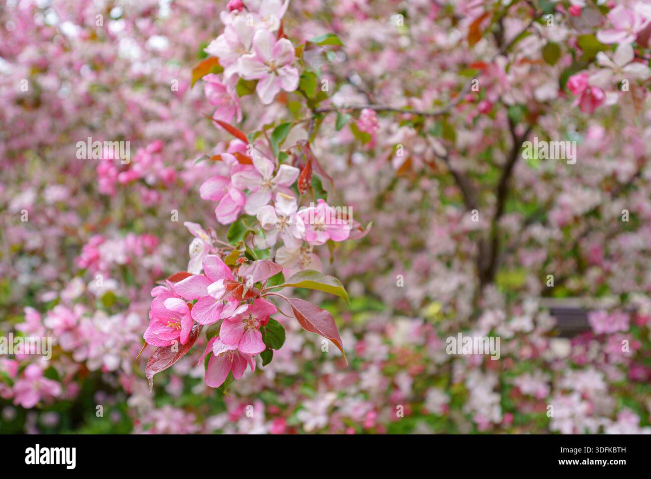 Blooming apple orchard. Pink apple tree flowers Stock Photo - Alamy