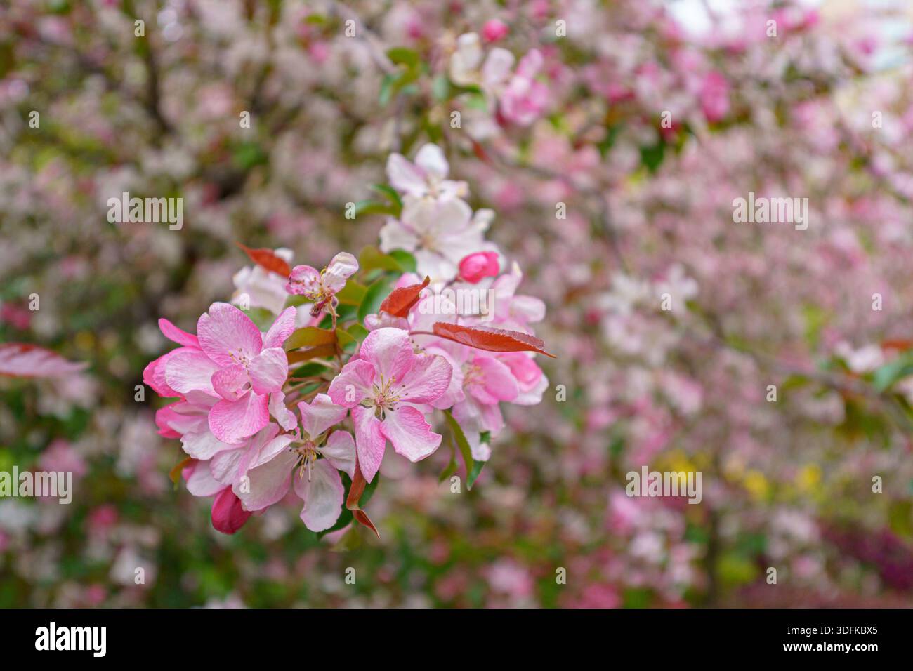 Blooming apple orchard. Pink apple tree flowers Stock Photo - Alamy