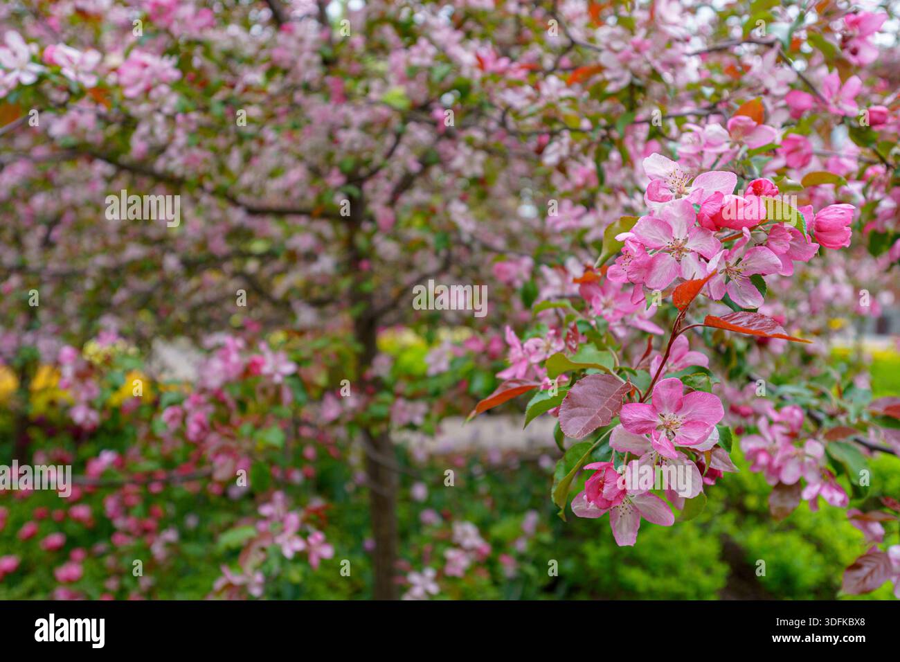 Blooming apple orchard. Pink apple tree flowers Stock Photo - Alamy