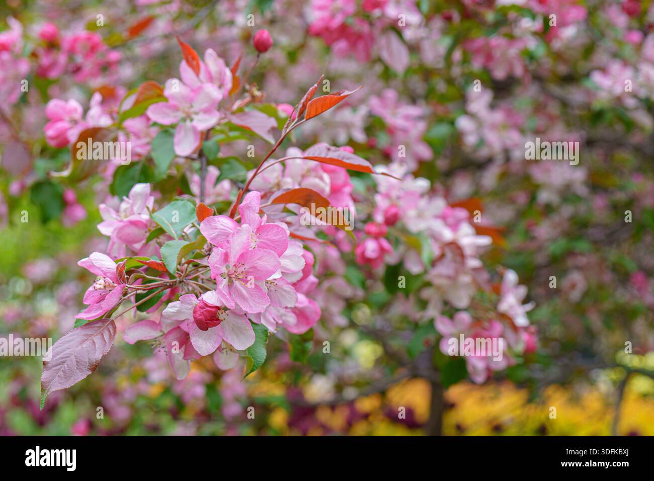 Blooming apple orchard. Pink apple tree flowers Stock Photo - Alamy