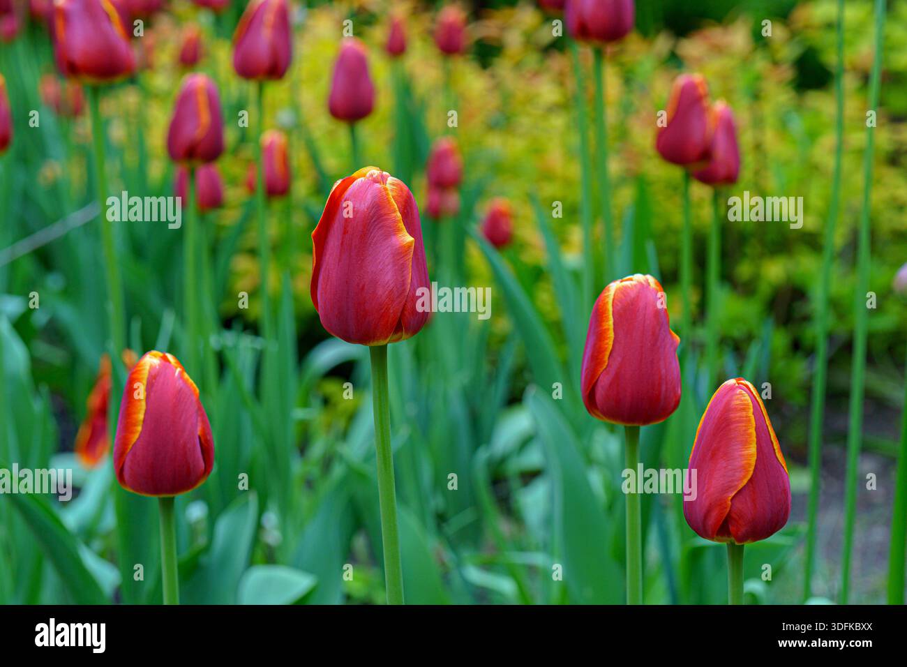 Red beautiful tulips. Flowers on a dark background Stock Photo - Alamy