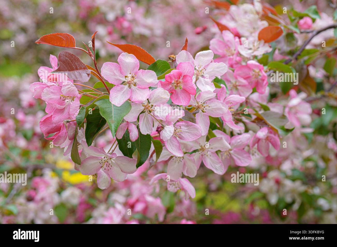 Blooming apple orchard. Pink apple tree flowers Stock Photo - Alamy