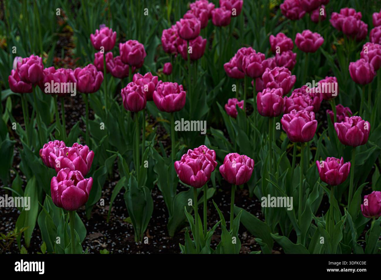 Purple beautiful tulips. Flowers on a dark background Stock Photo - Alamy