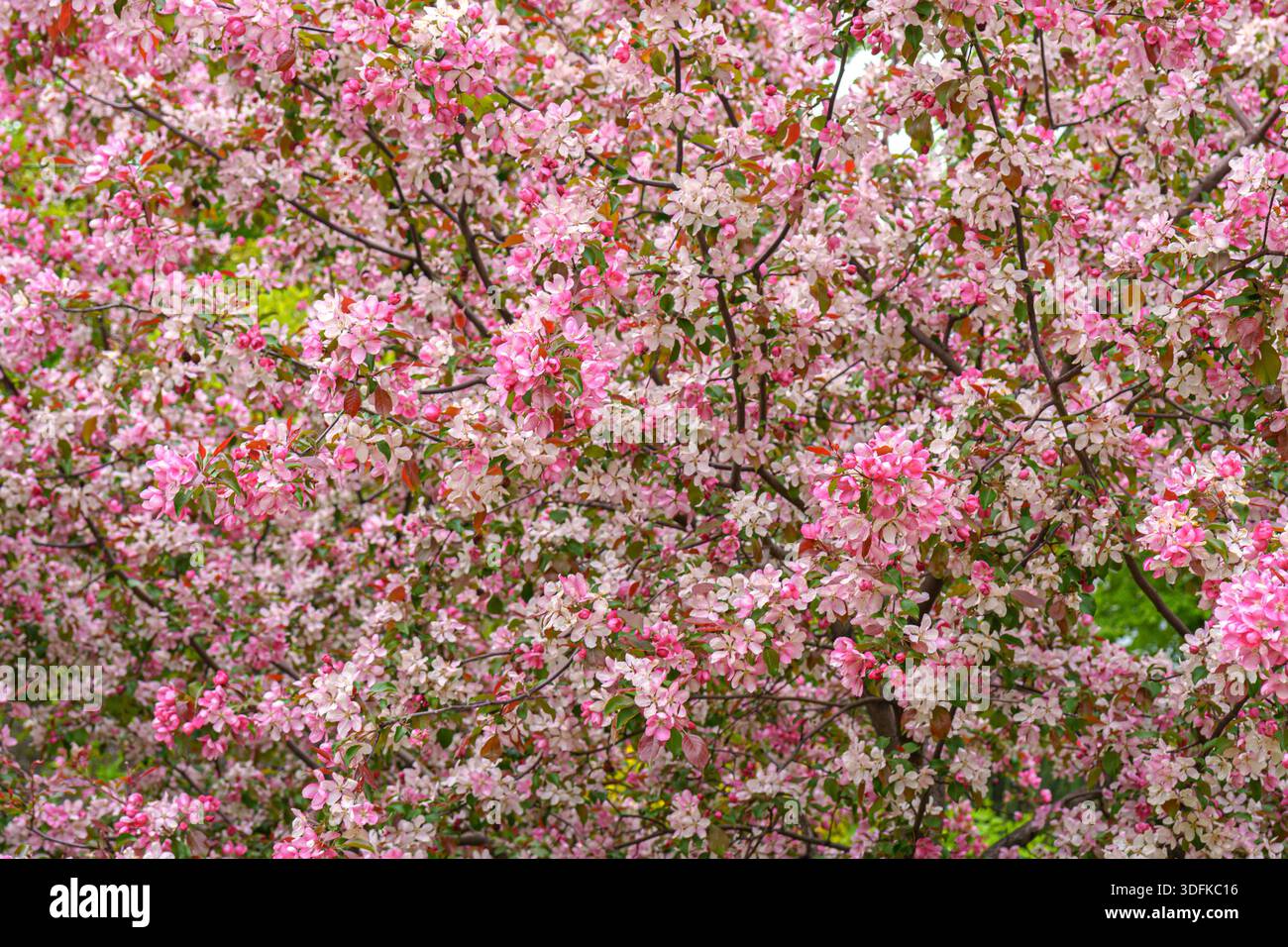 Blooming apple orchard. Pink apple tree flowers Stock Photo - Alamy